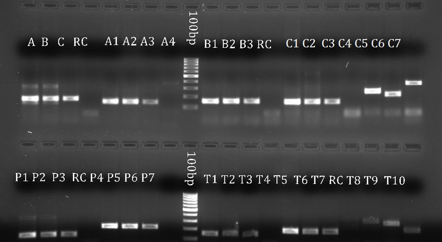 Molecular Pathology - Quality Assurance Program (QAP)